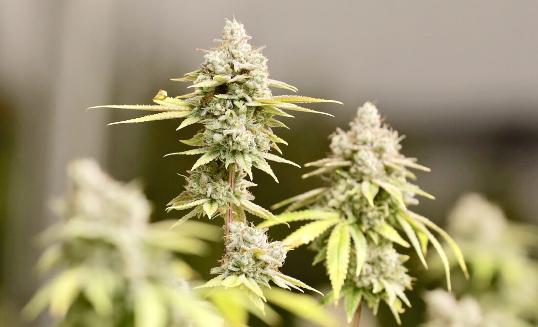 Ohio regulators: Marijuana sellers can’t give out food from ice cream ...